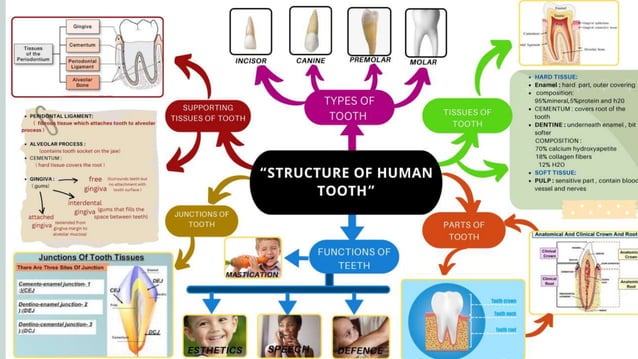 STRUCTURE OF HUMAN TOOTH oral bio (1).pptx