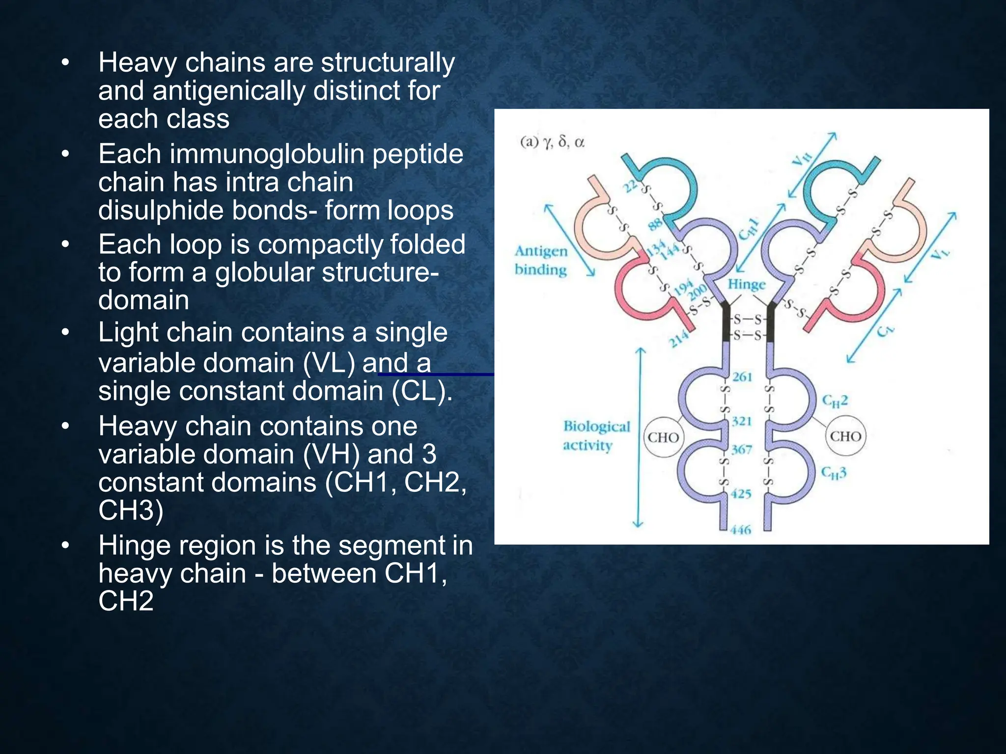 Structure of Igs.pptx biotechnology class | PPT
