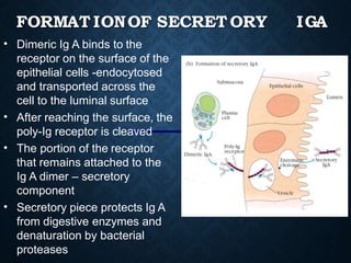 Structure of Igs.pptx biotechnology class | PPT