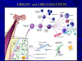 Structure of immune system mbbs | PPT