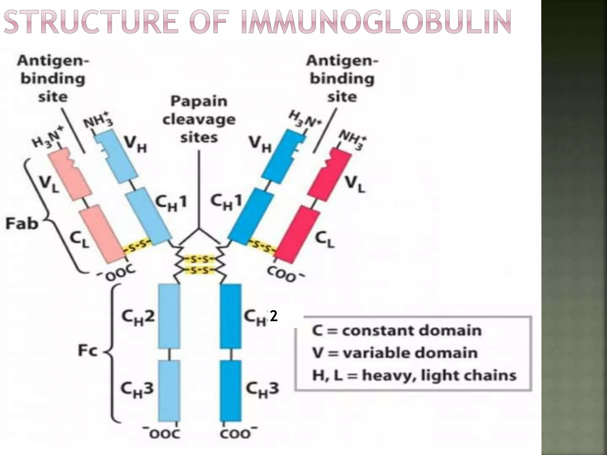 Structure of immunoglobulins | PPTX