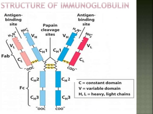 Structure of immunoglobulins | PPTX | Blood Disorders | Diseases and ...