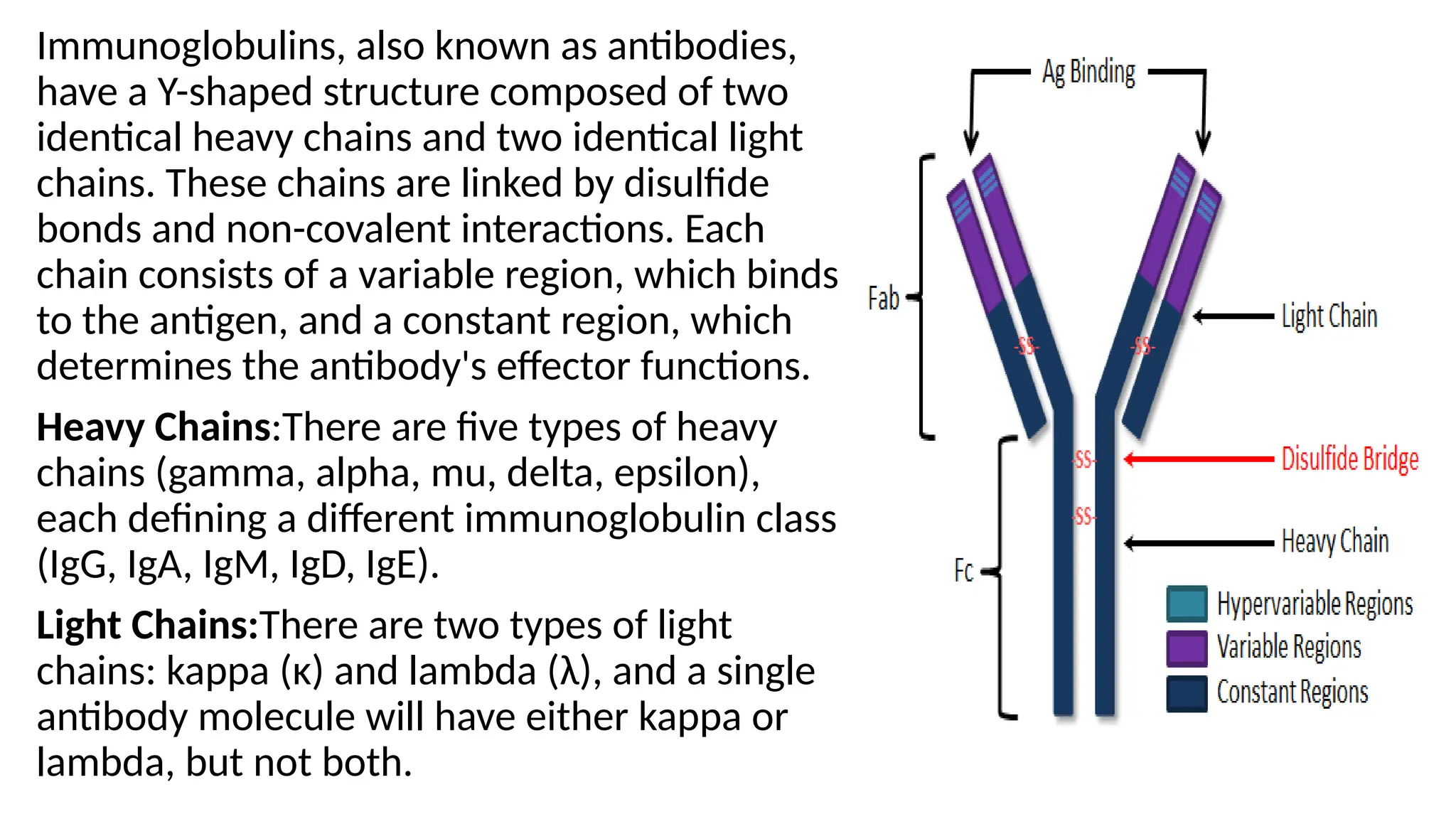 STRUCTURE OF IMMUNOGLOBULINS.pptx unit-3 Biotechnology | PPTX
