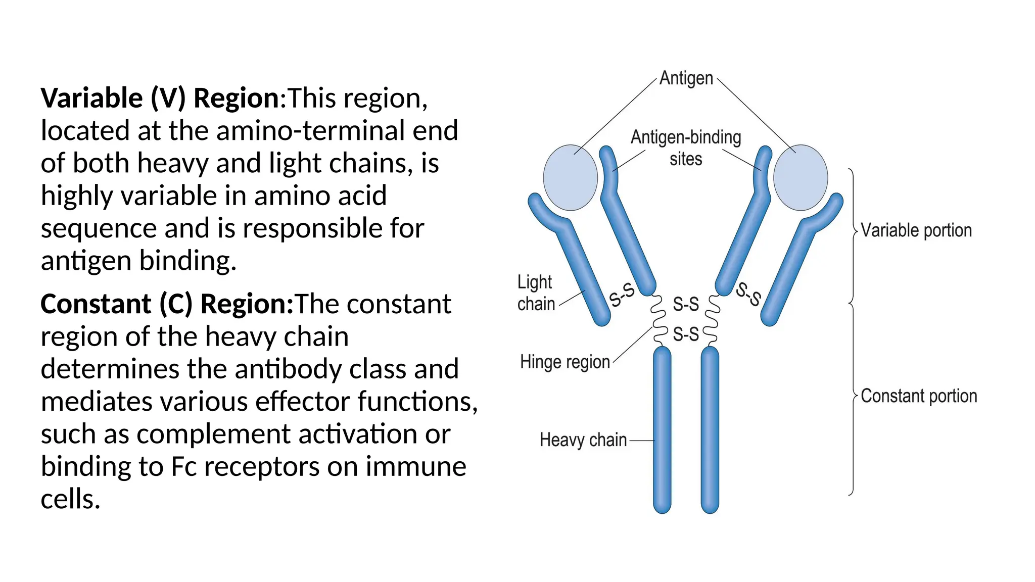 STRUCTURE OF IMMUNOGLOBULINS.pptx unit-3 Biotechnology | PPTX