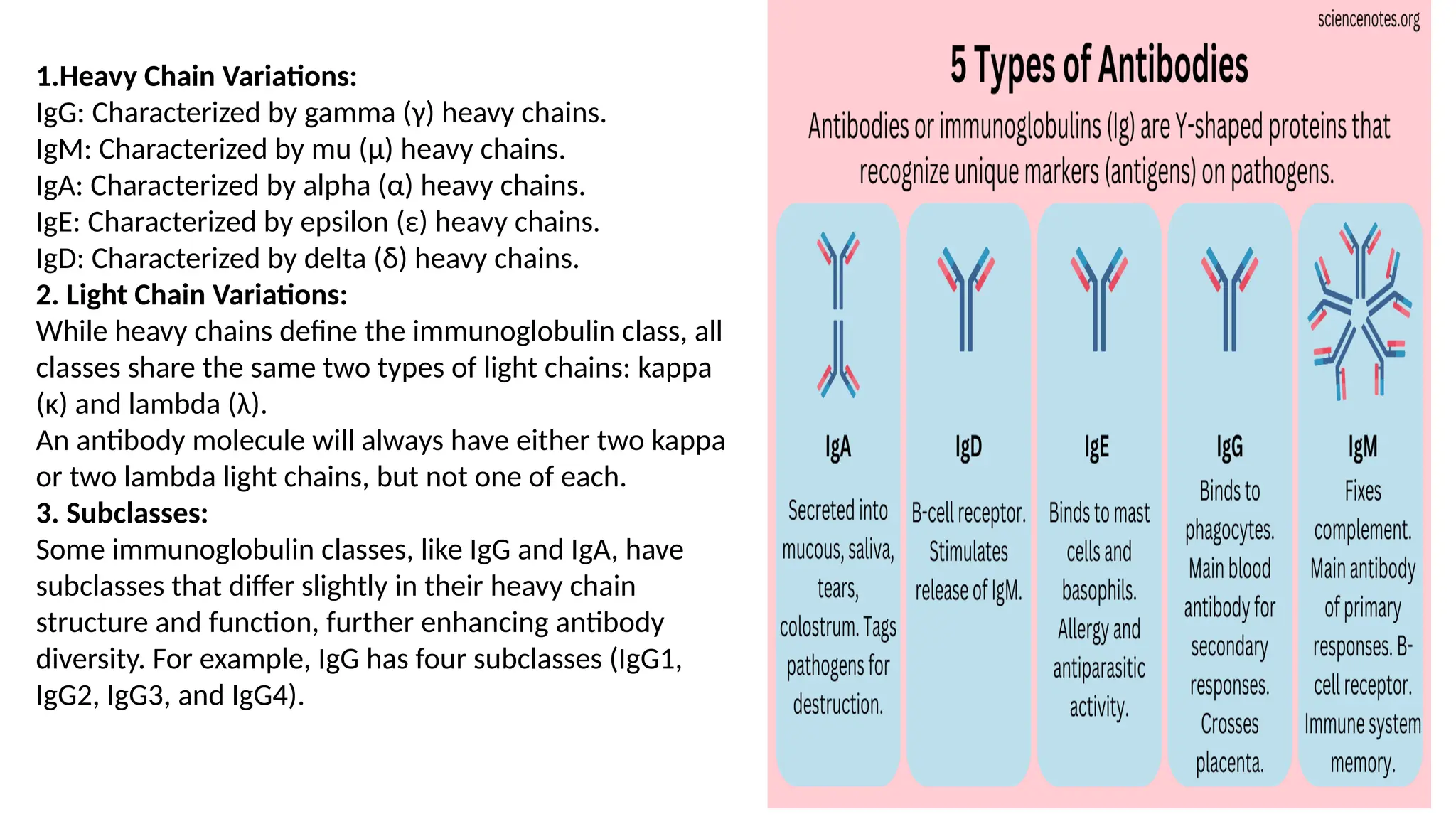 STRUCTURE OF IMMUNOGLOBULINS.pptx unit-3 Biotechnology | PPTX