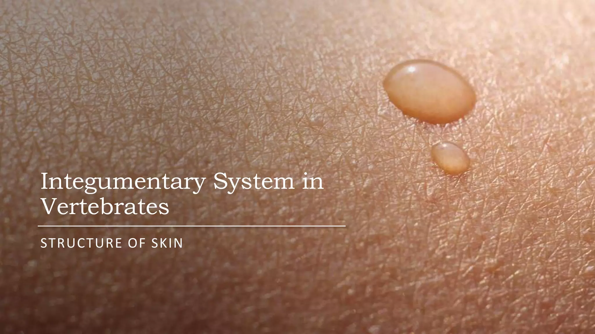 Structure of integument | PPTX