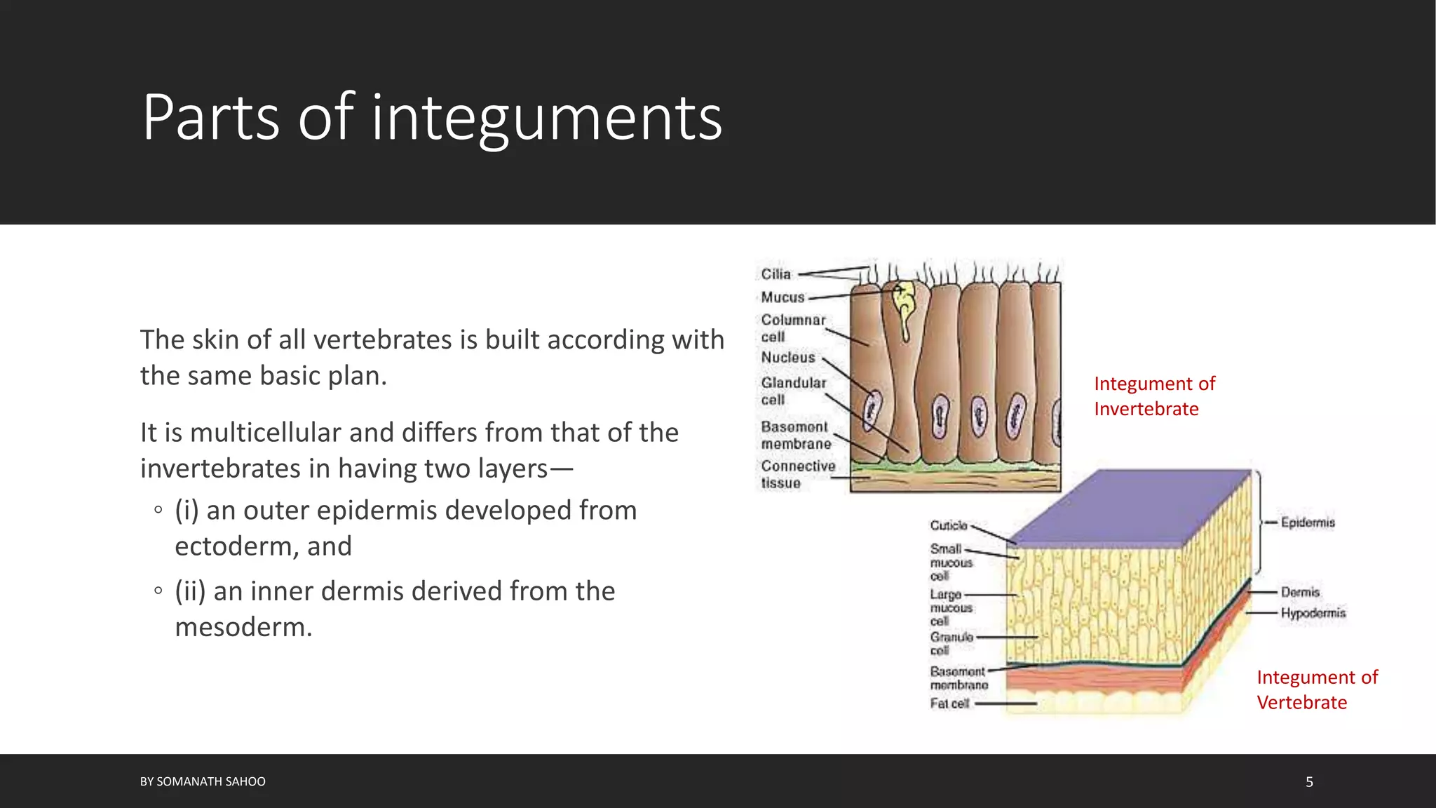 Structure of integument | PPTX