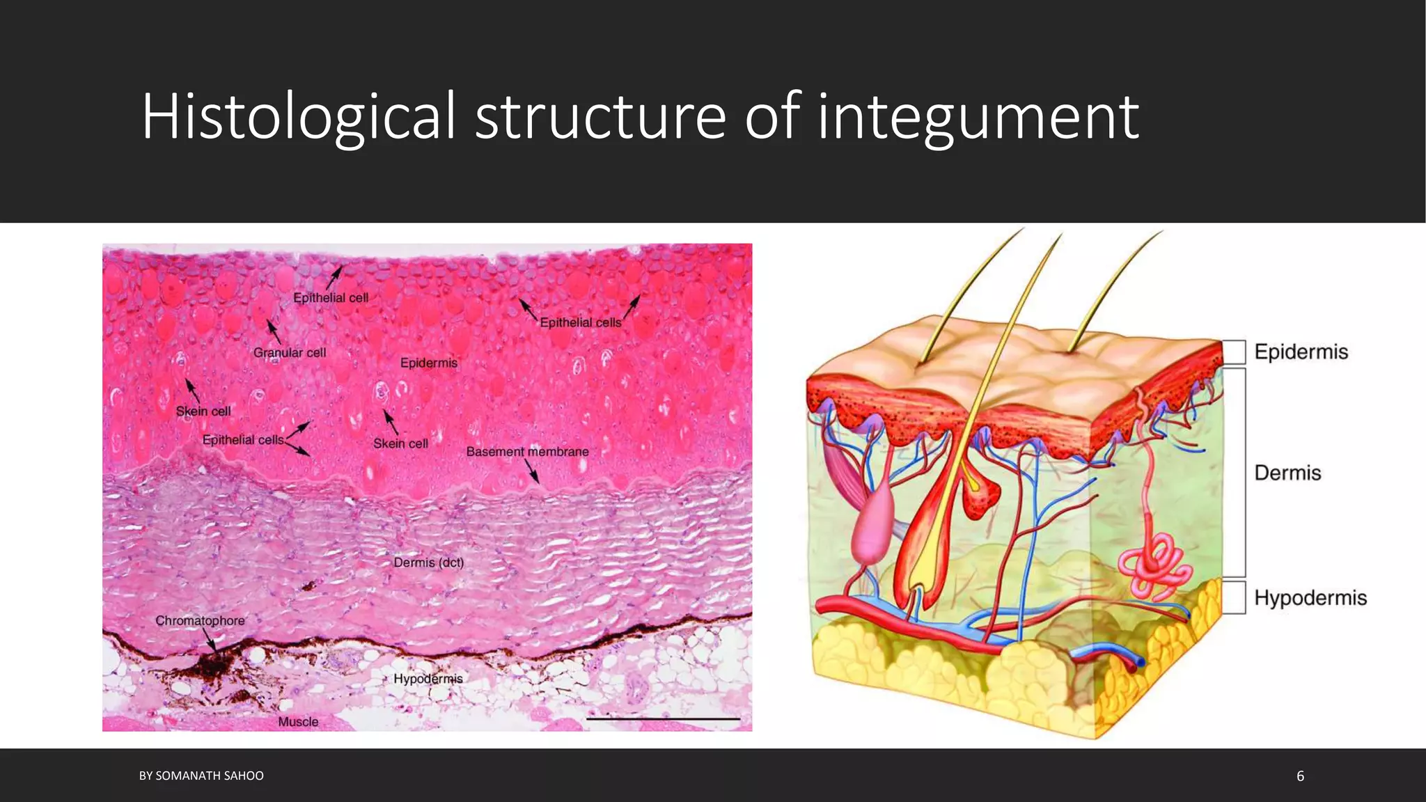 Structure of integument | PPTX