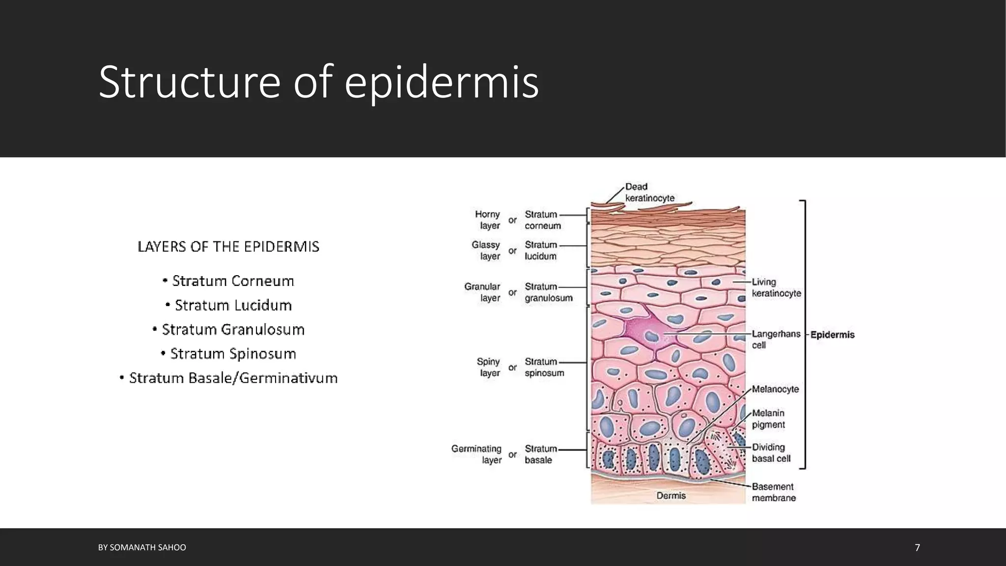 Structure of integument | PPTX