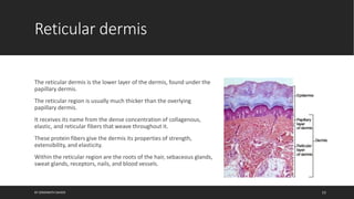 Structure of integument | PPTX