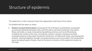 Structure of integument | PPTX