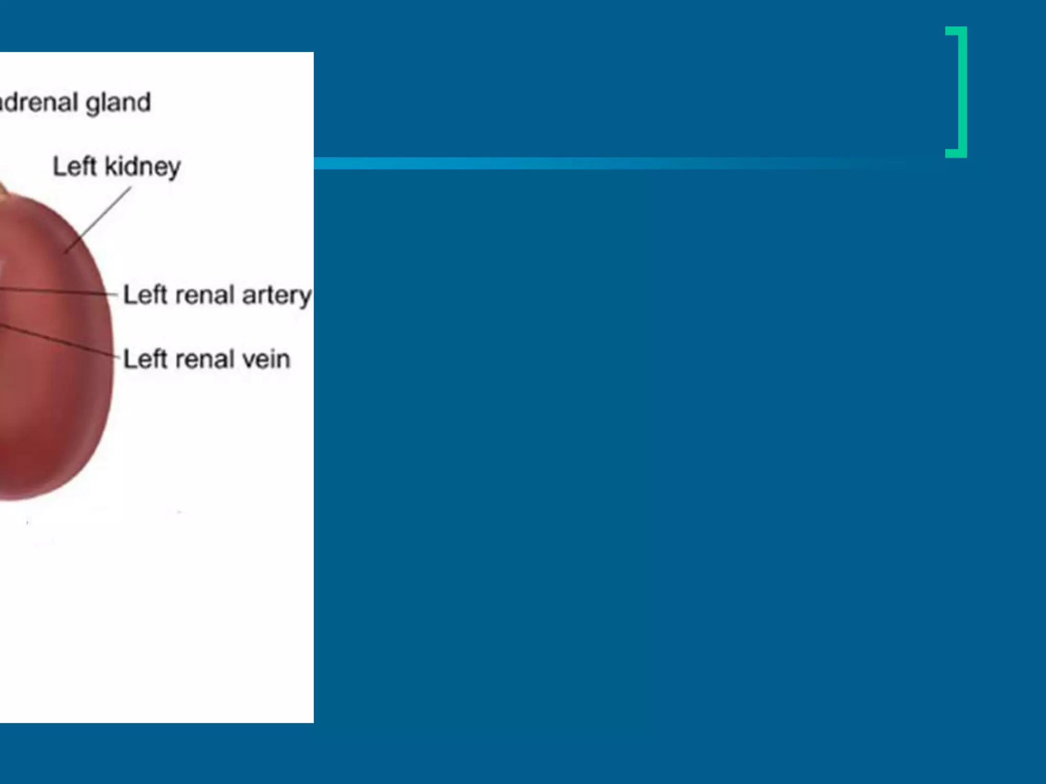 Structure of kidney | PPTX