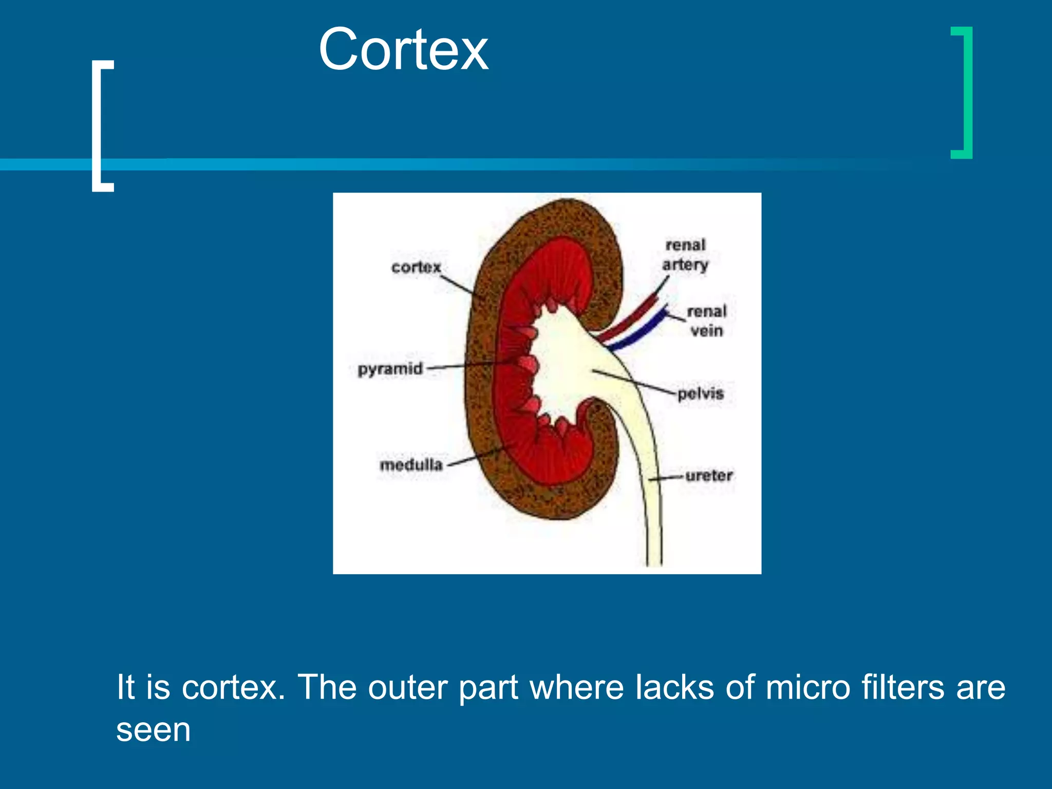 Structure of kidney | PPTX