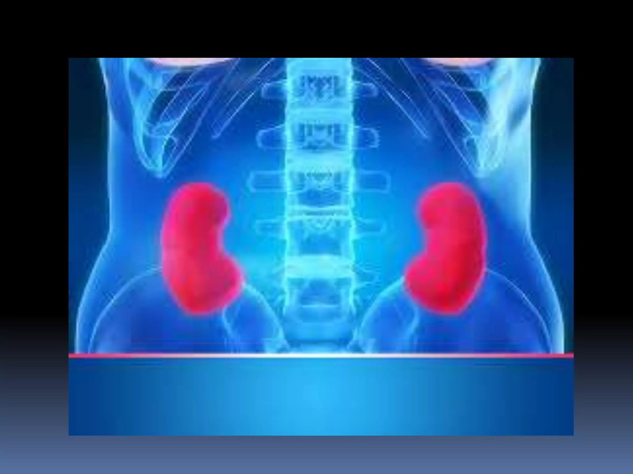 Structure of kidney | PPSX | Biological Sciences | Science