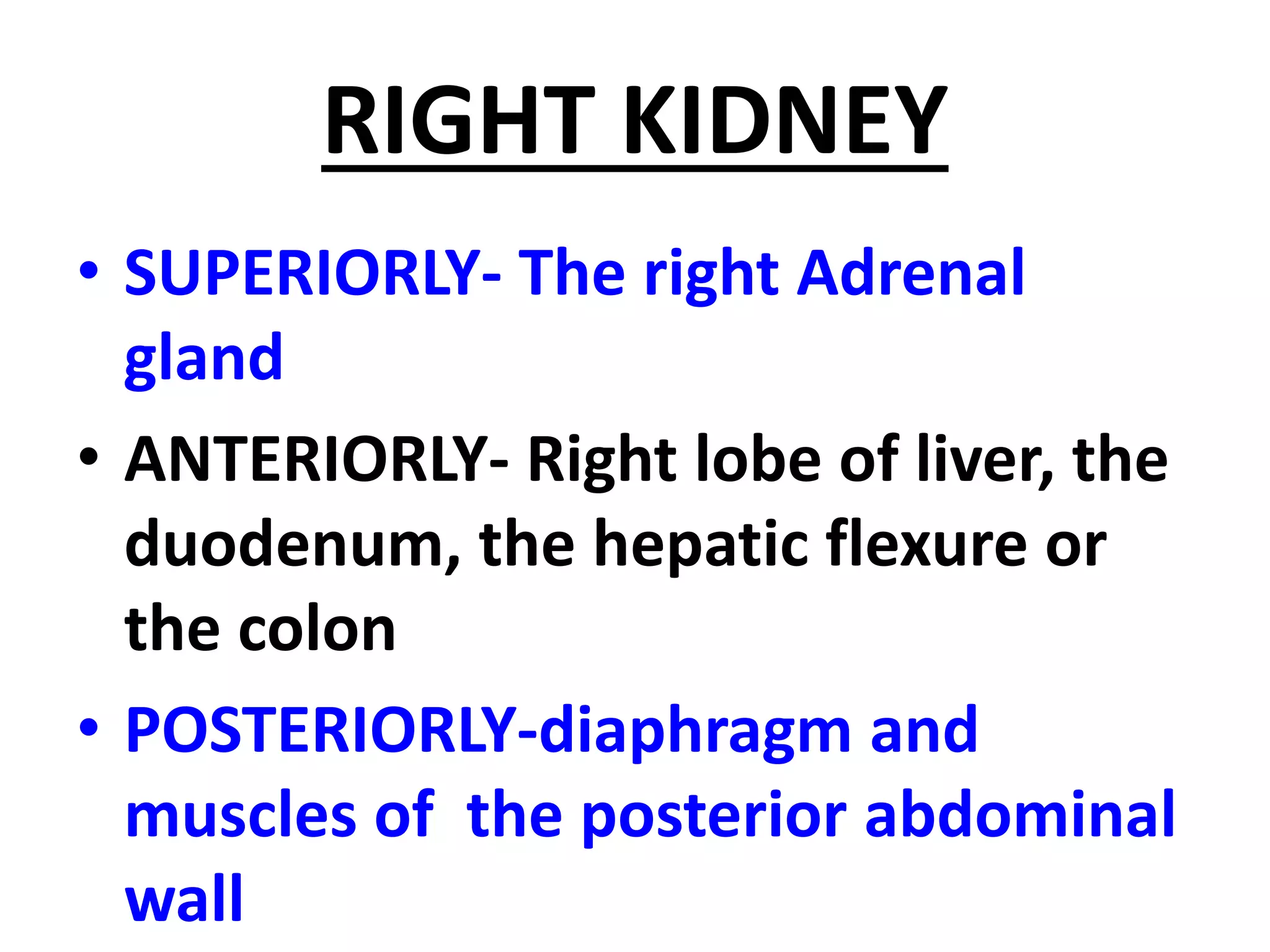 STRUCTURE OF HUMAN KIDNEY | PPTX