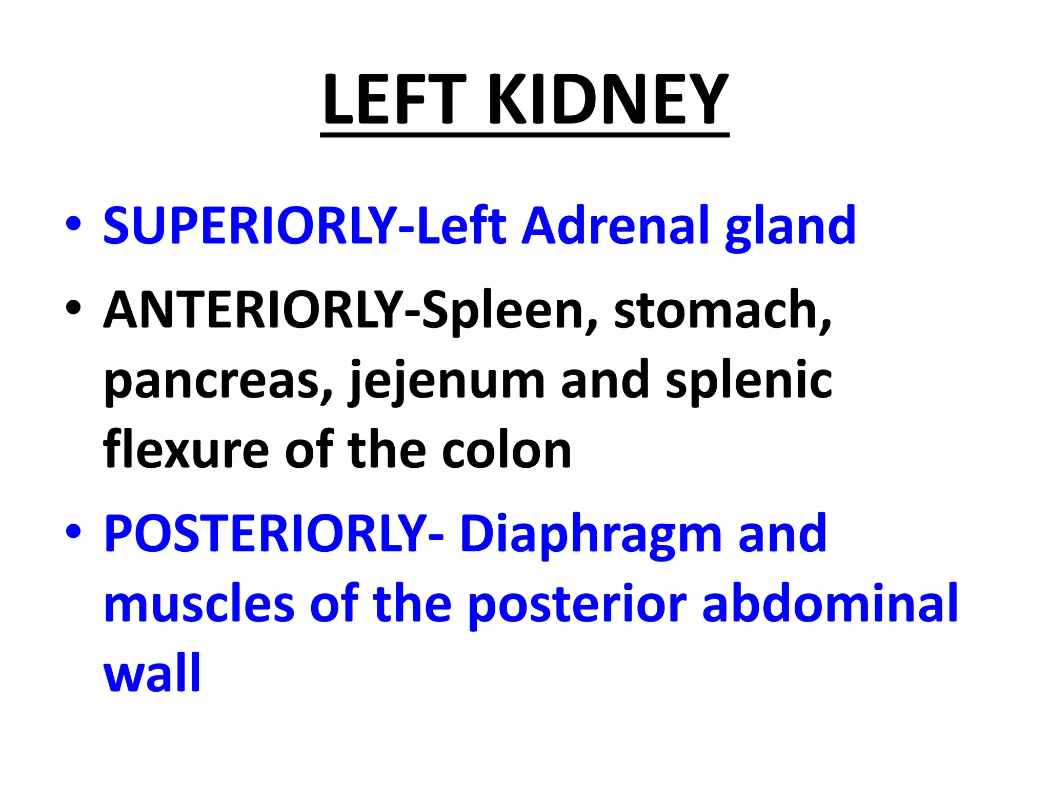 STRUCTURE OF HUMAN KIDNEY | PPTX