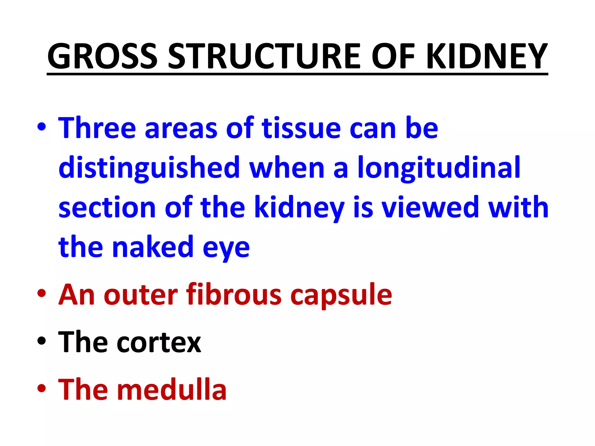 STRUCTURE OF HUMAN KIDNEY | PPTX