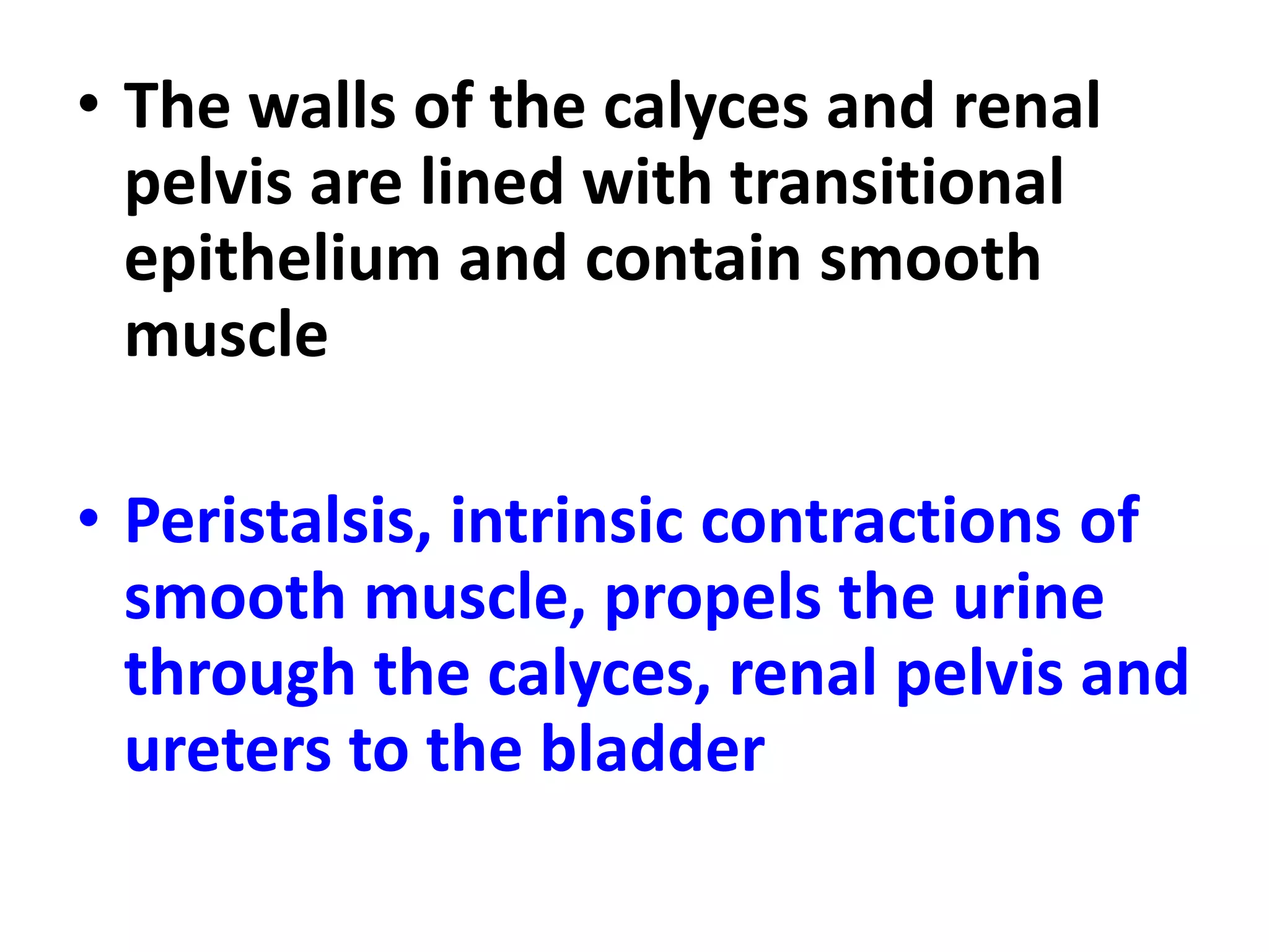 STRUCTURE OF HUMAN KIDNEY | PPTX