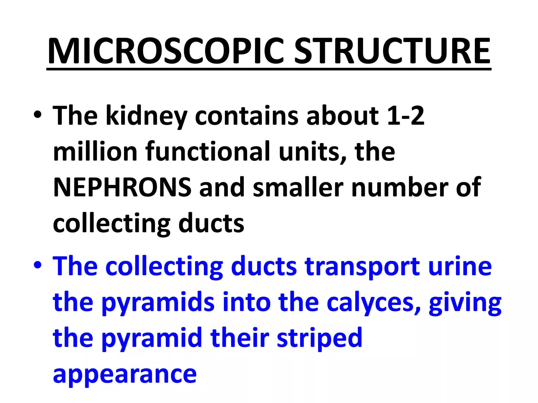 STRUCTURE OF HUMAN KIDNEY | PPTX