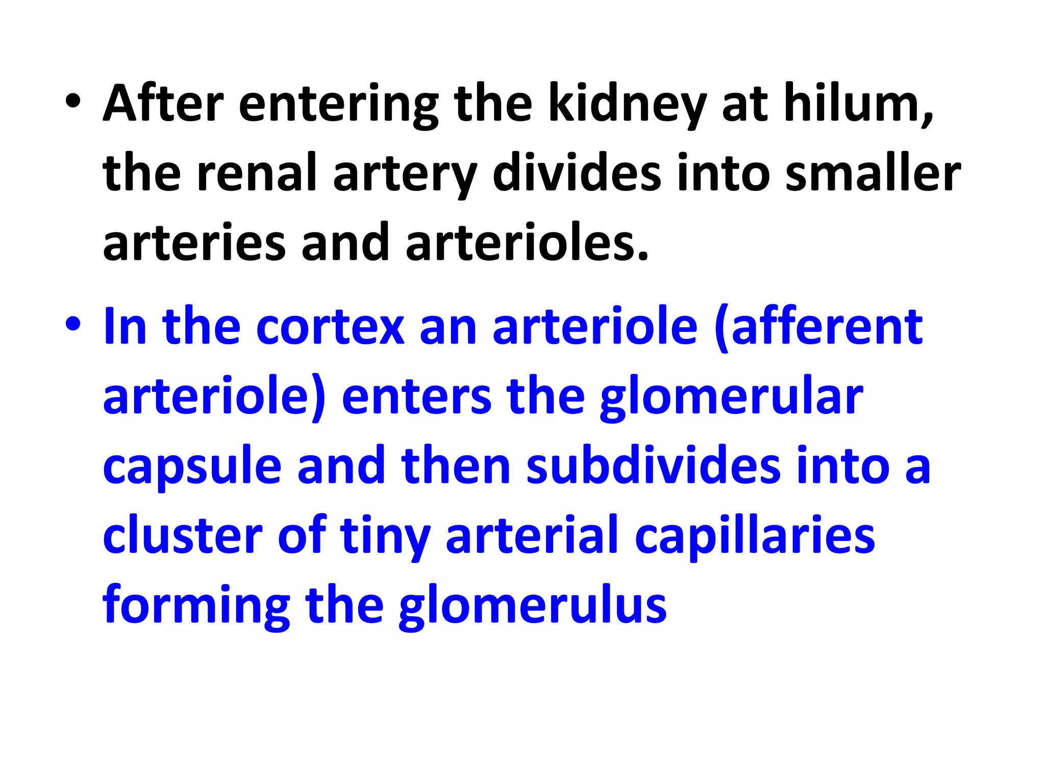 STRUCTURE OF HUMAN KIDNEY | PPTX