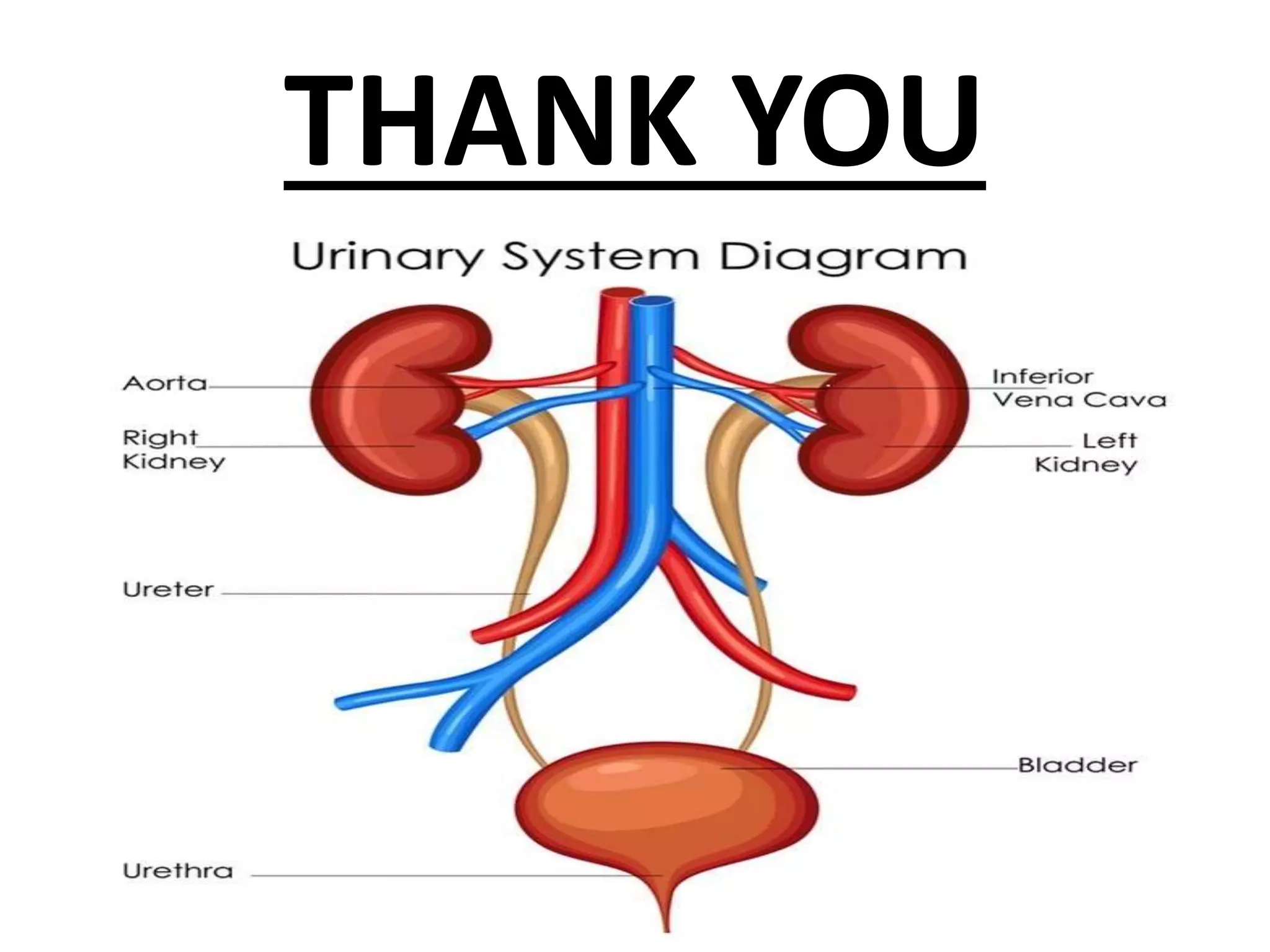 STRUCTURE OF HUMAN KIDNEY | PPTX