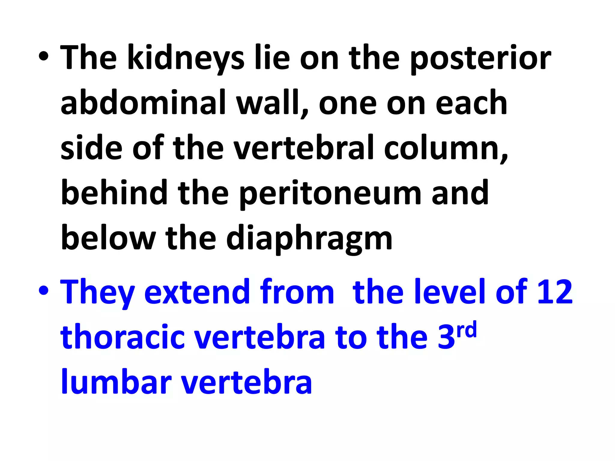 STRUCTURE OF HUMAN KIDNEY | PPTX | Endocrine and Metabolic Diseases ...