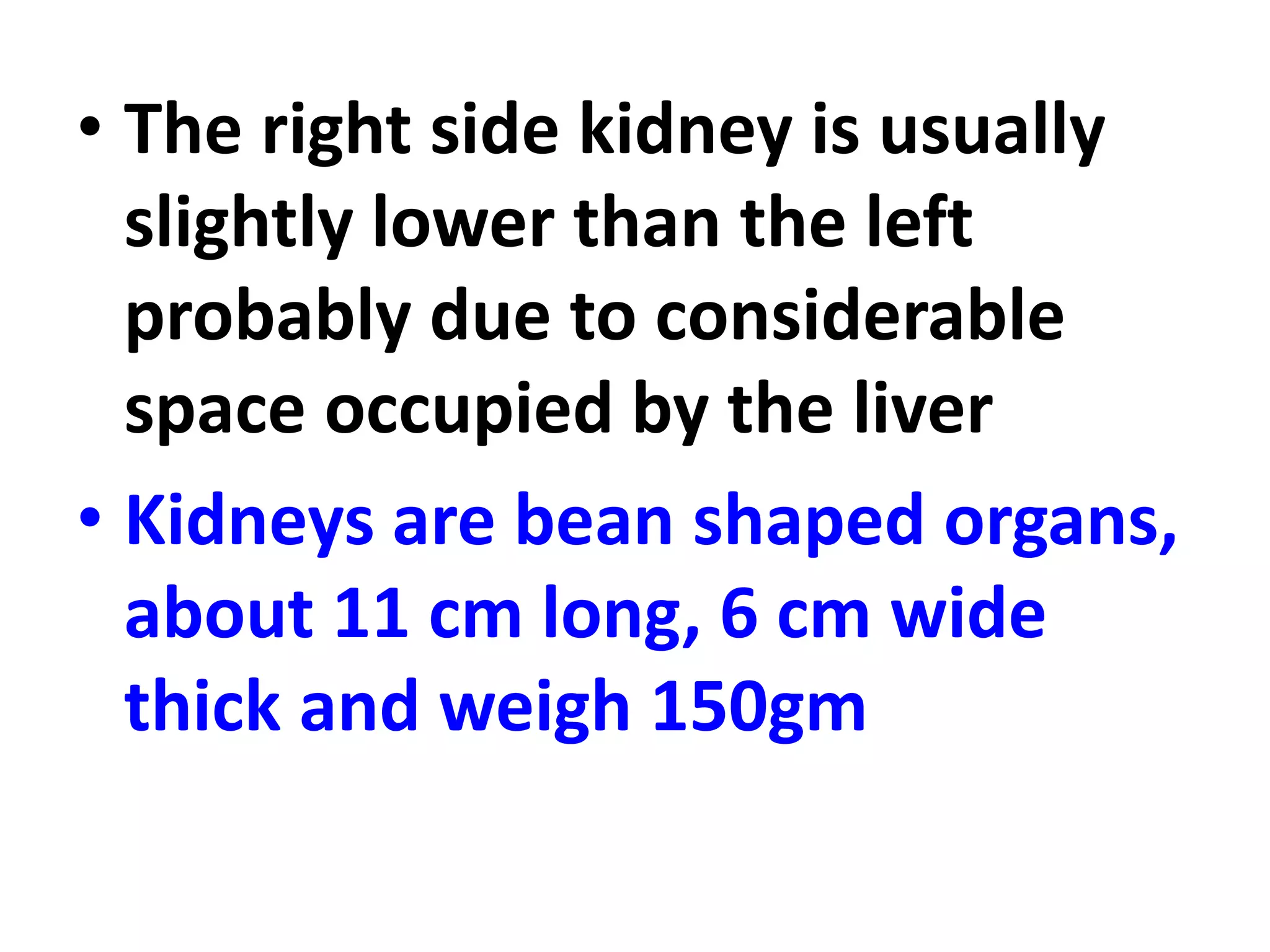 STRUCTURE OF HUMAN KIDNEY | PPTX