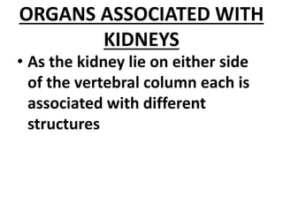 STRUCTURE OF HUMAN KIDNEY | PPTX