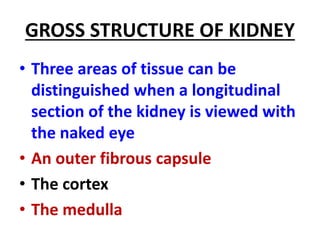 STRUCTURE OF HUMAN KIDNEY | PPTX