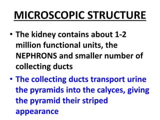 STRUCTURE OF HUMAN KIDNEY | PPTX