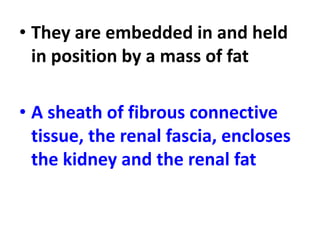 STRUCTURE OF HUMAN KIDNEY | PPTX