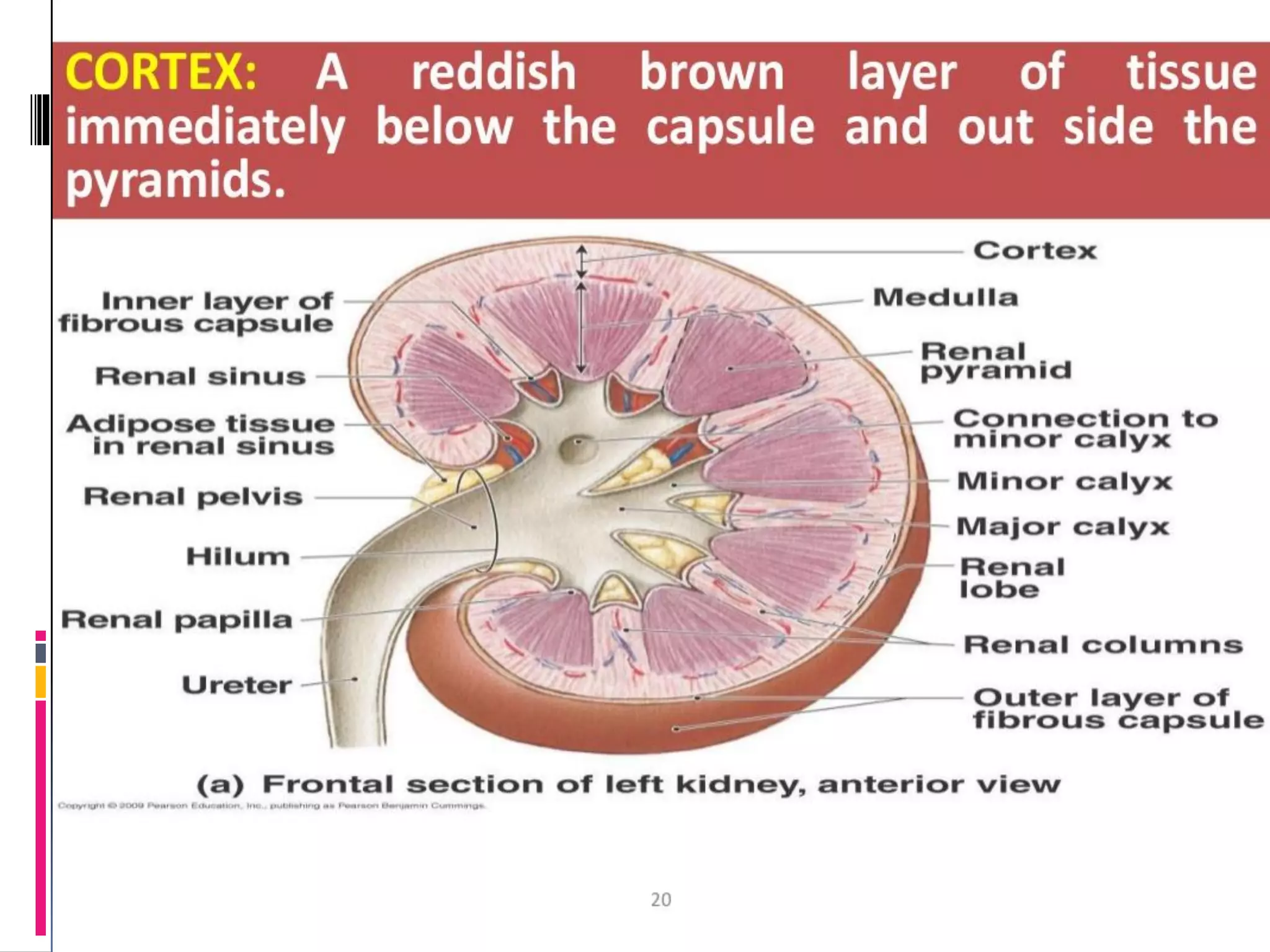 structure of kidney.pdf