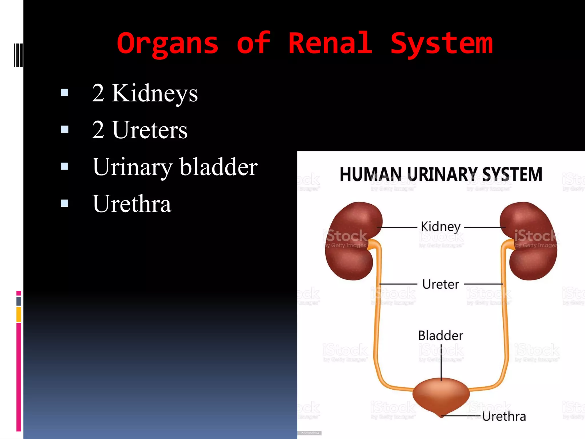 structure of kidney.pdf
