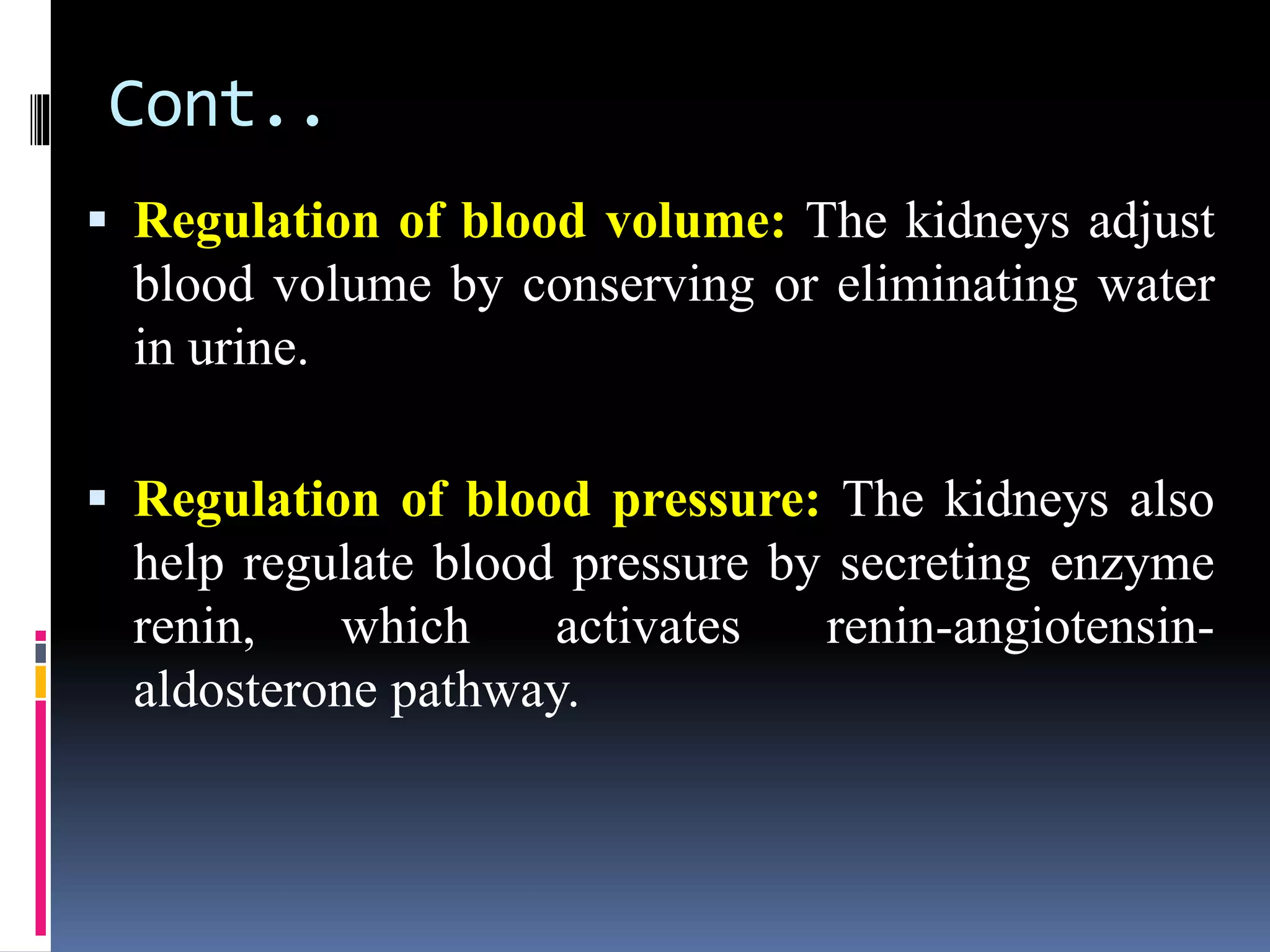 structure of kidney.pdf
