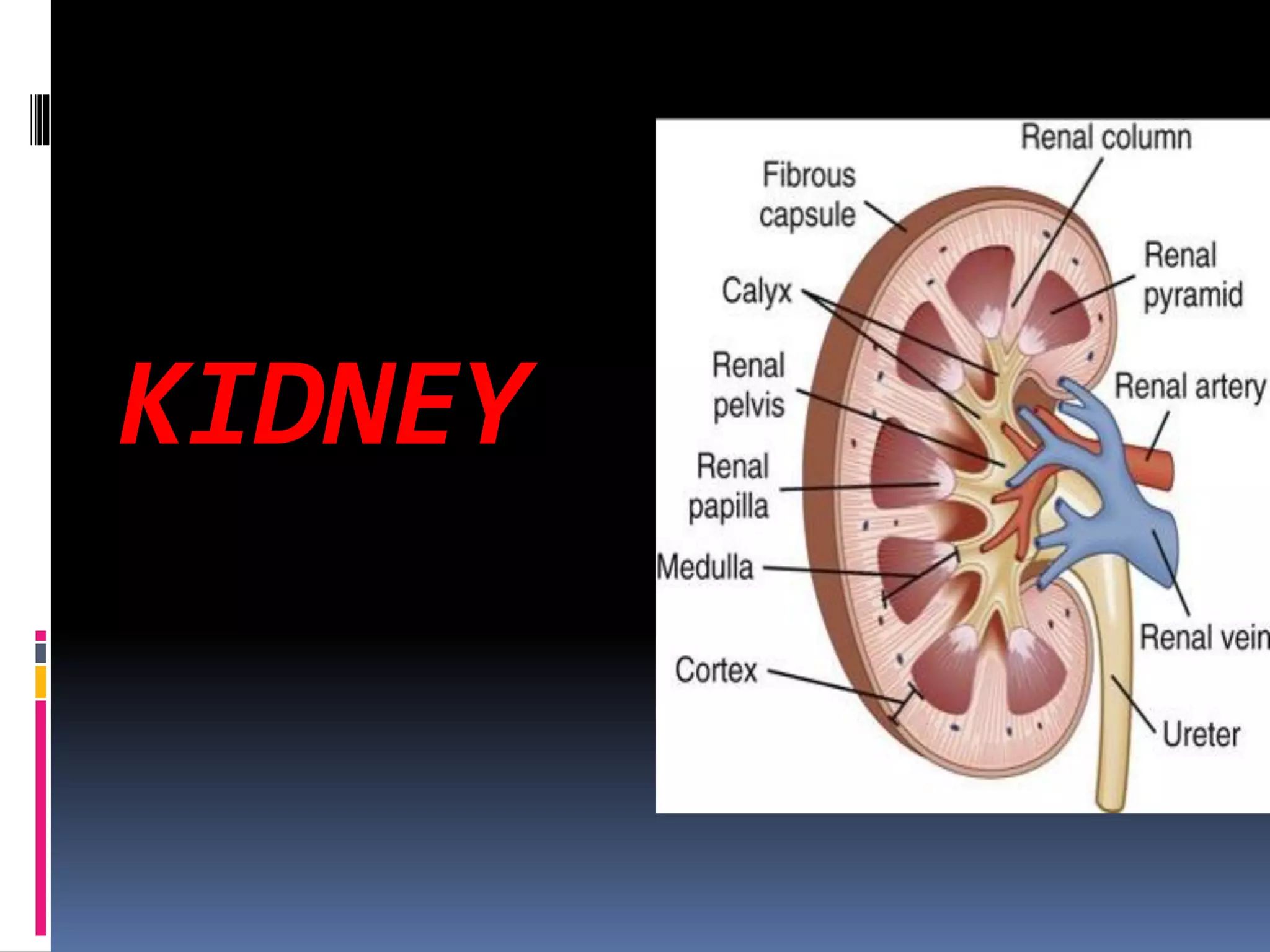 structure of kidney.pdf