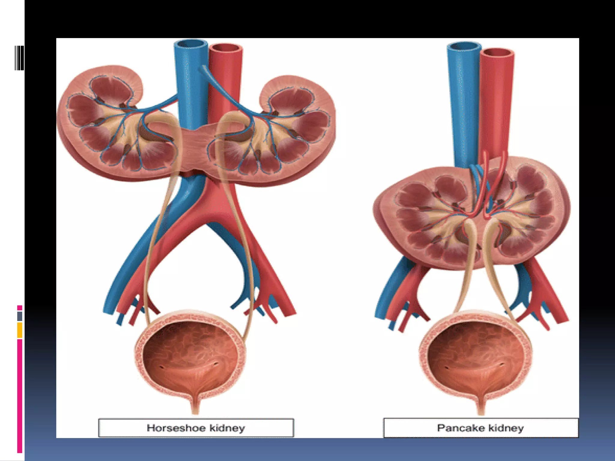 structure of kidney.pdf