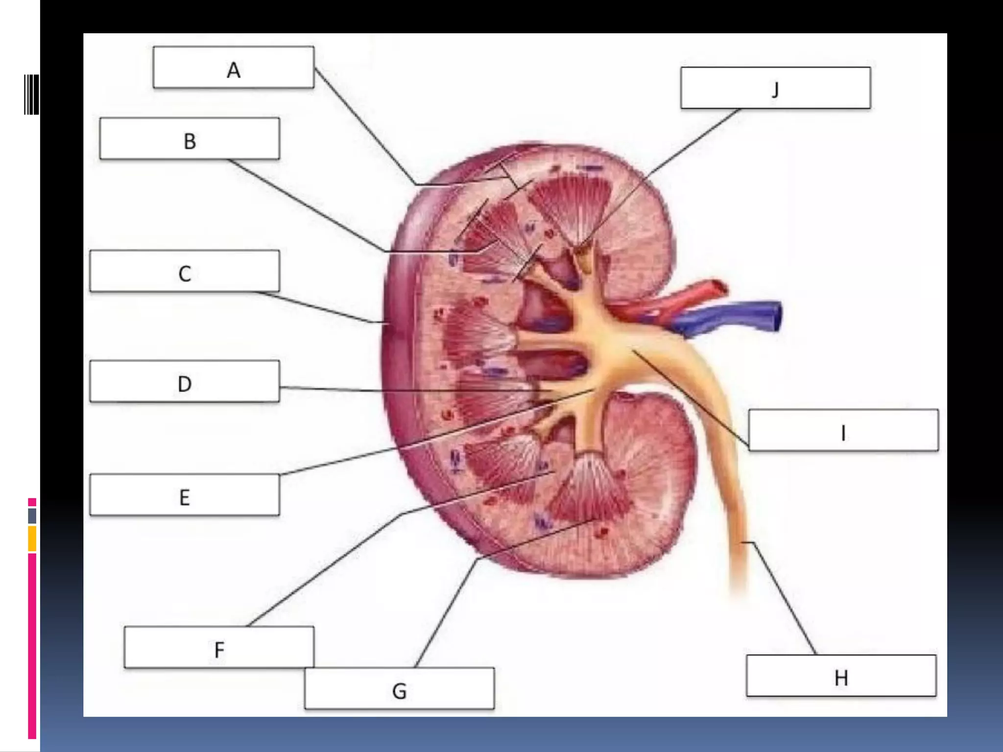 structure of kidney.pdf
