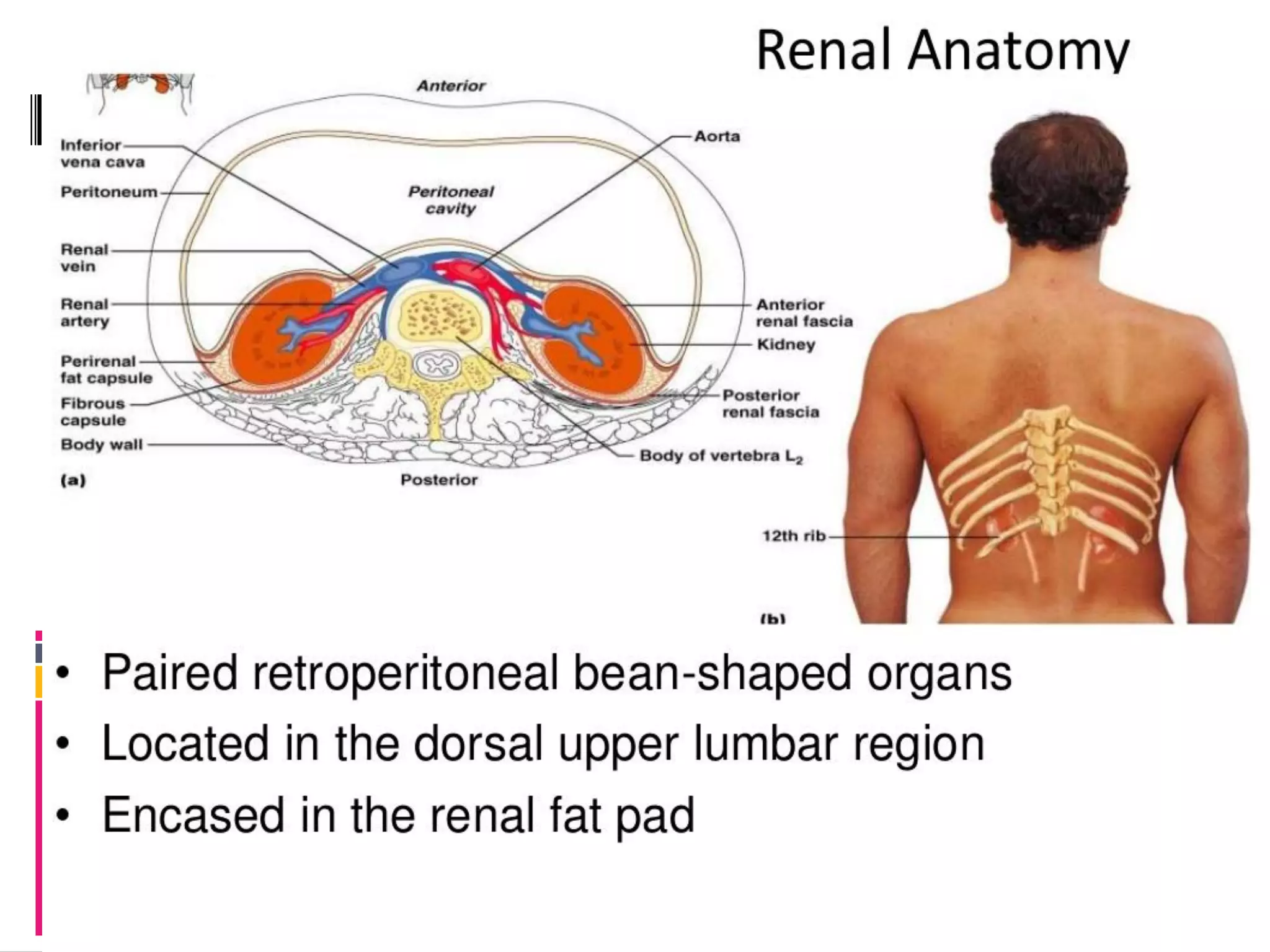 structure of kidney.pdf