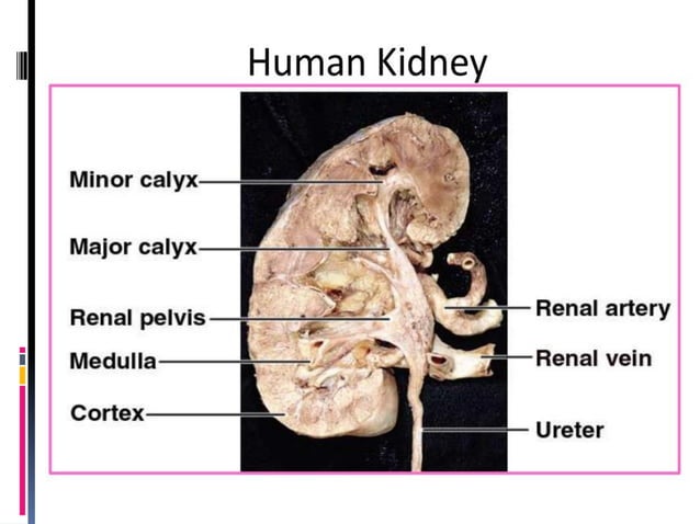 structure of kidney.pdf