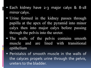 structure of kidney.pdf