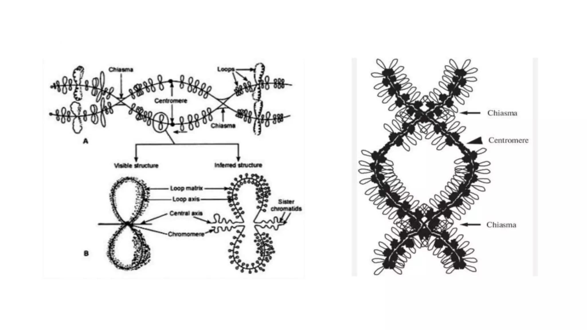 Structure of Lampbrush Chromosome.pptx