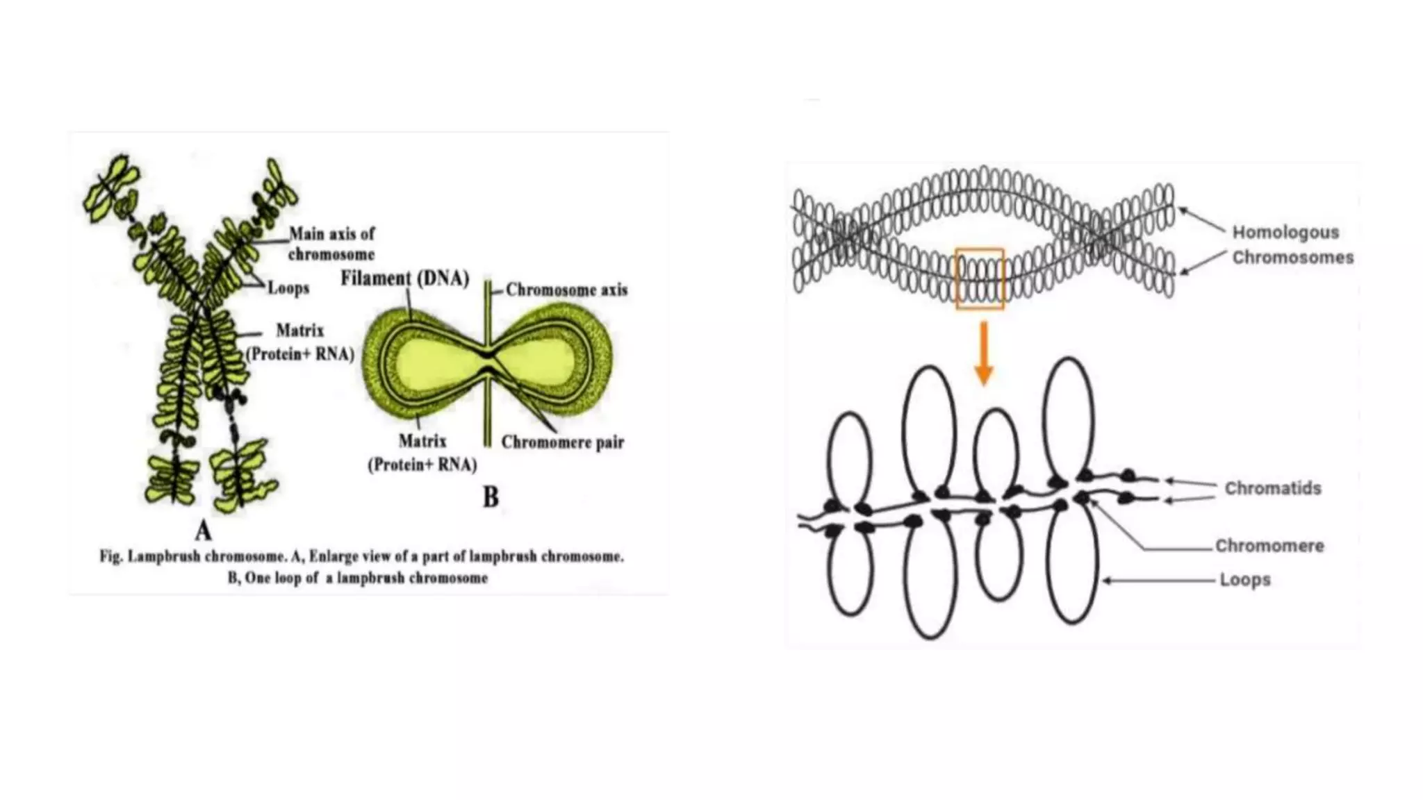 Structure of Lampbrush Chromosome.pptx