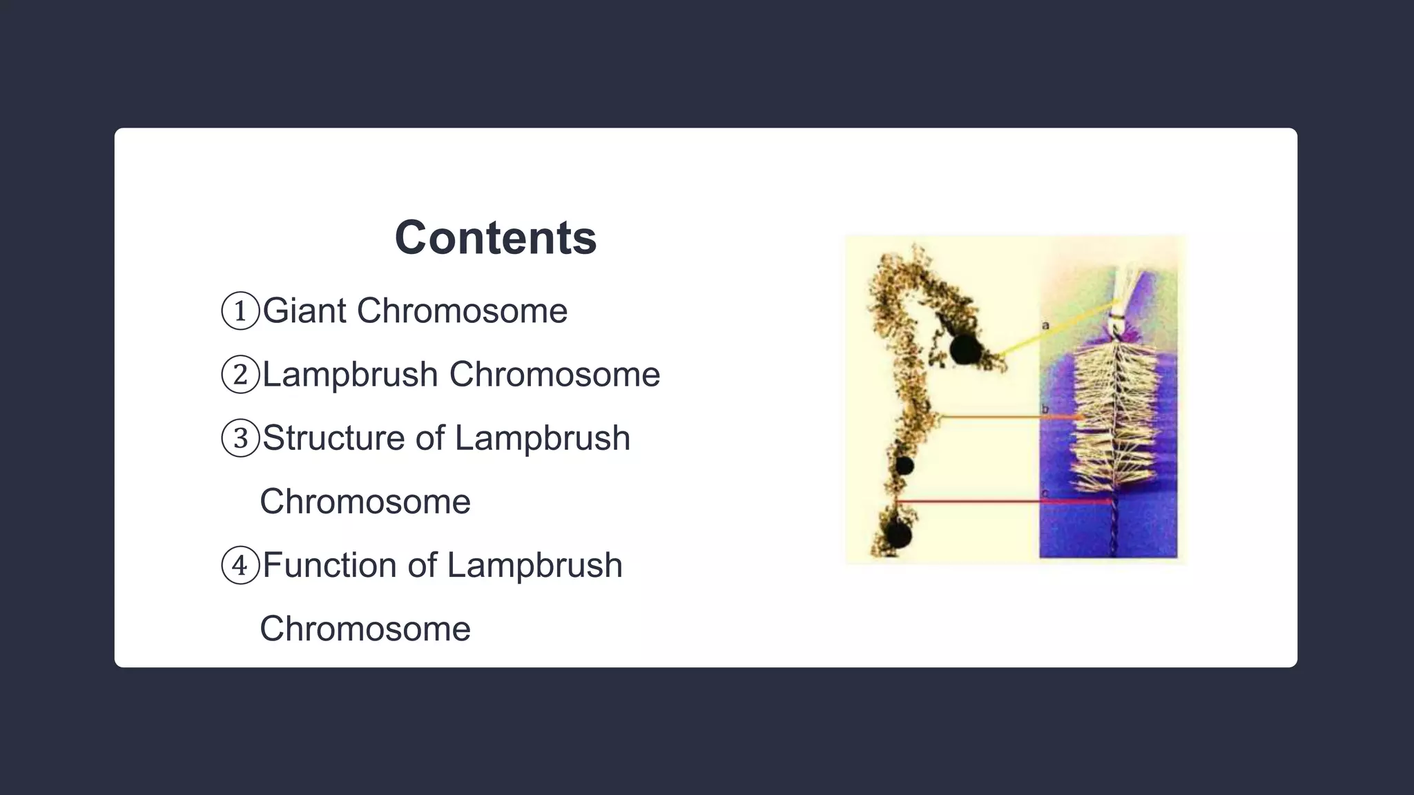 Structure of Lampbrush Chromosome.pptx