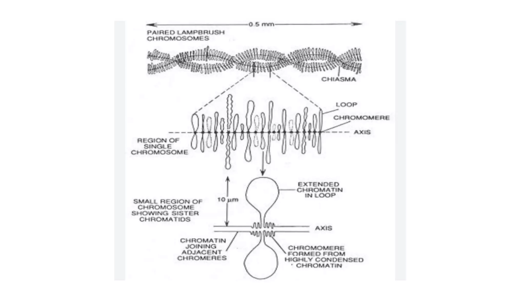 Structure of Lampbrush Chromosome.pptx