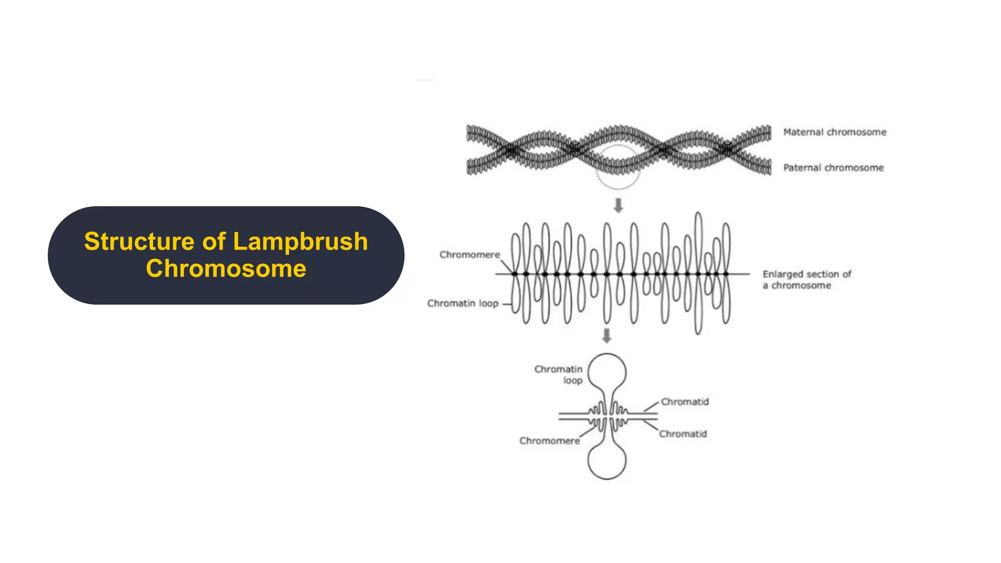 Structure of Lampbrush Chromosome.pptx