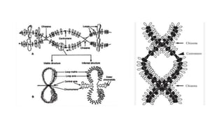Structure of Lampbrush Chromosome.pptx