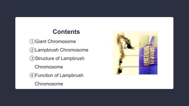 Structure of Lampbrush Chromosome.pptx