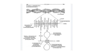 Structure of Lampbrush Chromosome.pptx