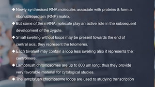 Structure of Lampbrush Chromosome.pptx