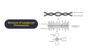 Structure of Lampbrush Chromosome.pptx